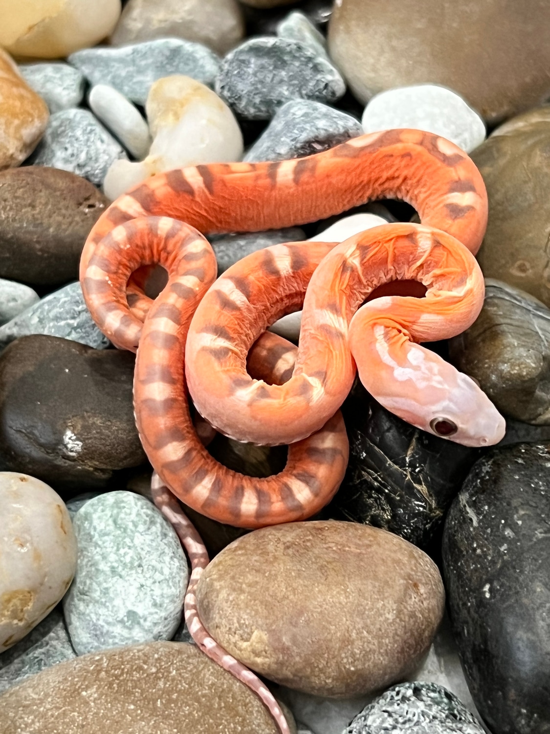 Ultramel Scaleless 66% Het Palmetto Corn Snake by Captivating Reptiles ...