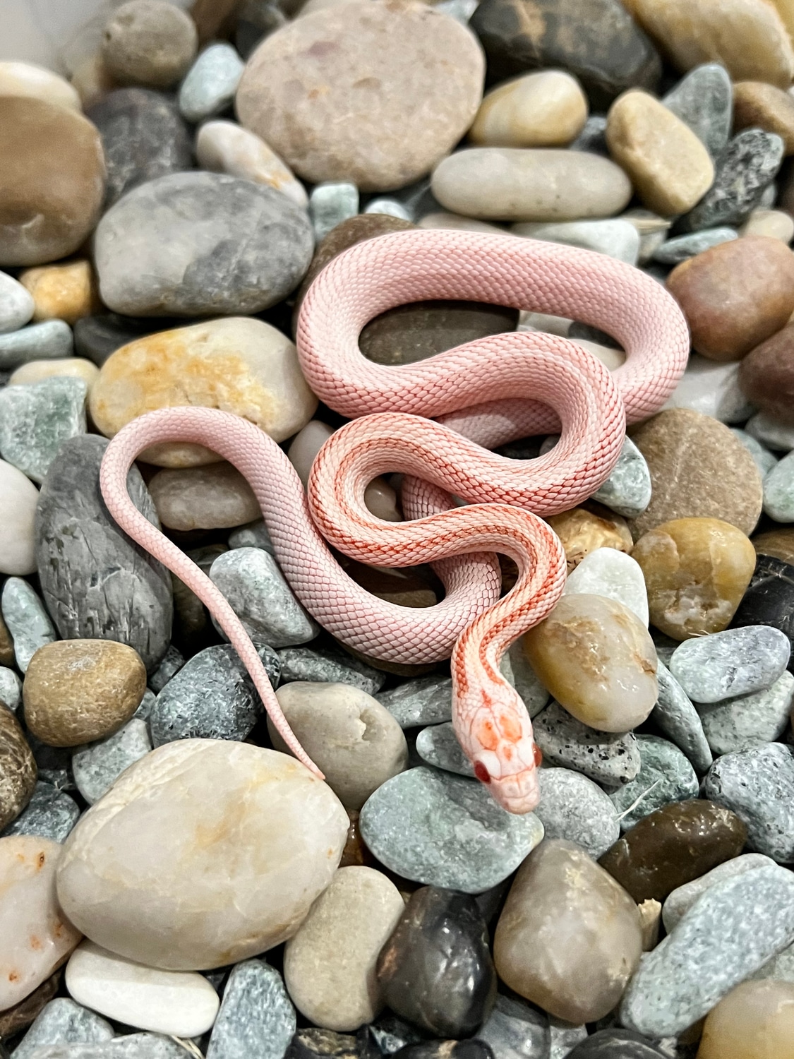 Amel Stripe Het Cinder Ph Lavender Corn Snake by Captivating Reptiles ...