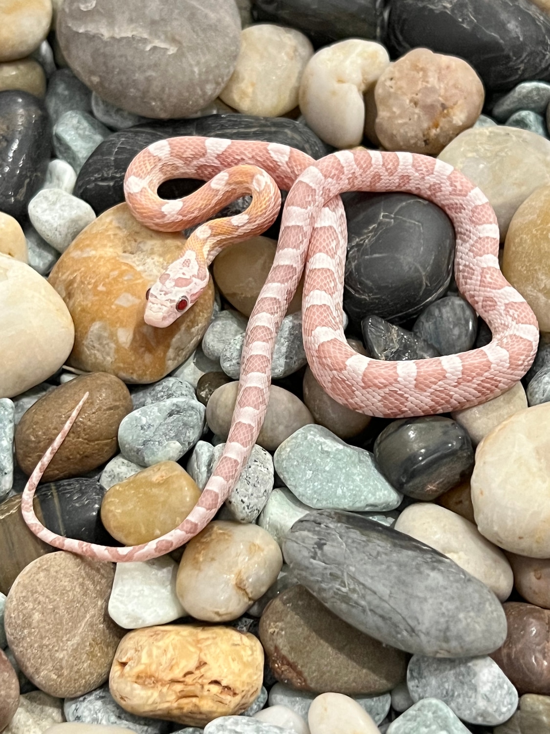 Ultramel Anery Strawberry Het Diffused Corn Snake by Captivating ...