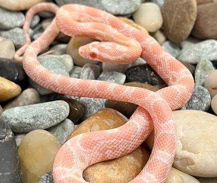 Halo Snow- Proven Corn Snake by CB’S Captive Bred - MorphMarket