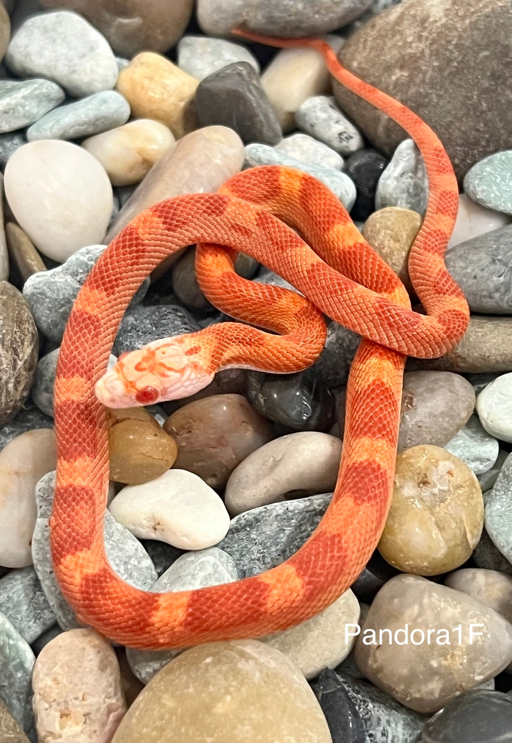 Inferno Motley Het Snow Corn Snake by Captivating Reptiles LLC ...