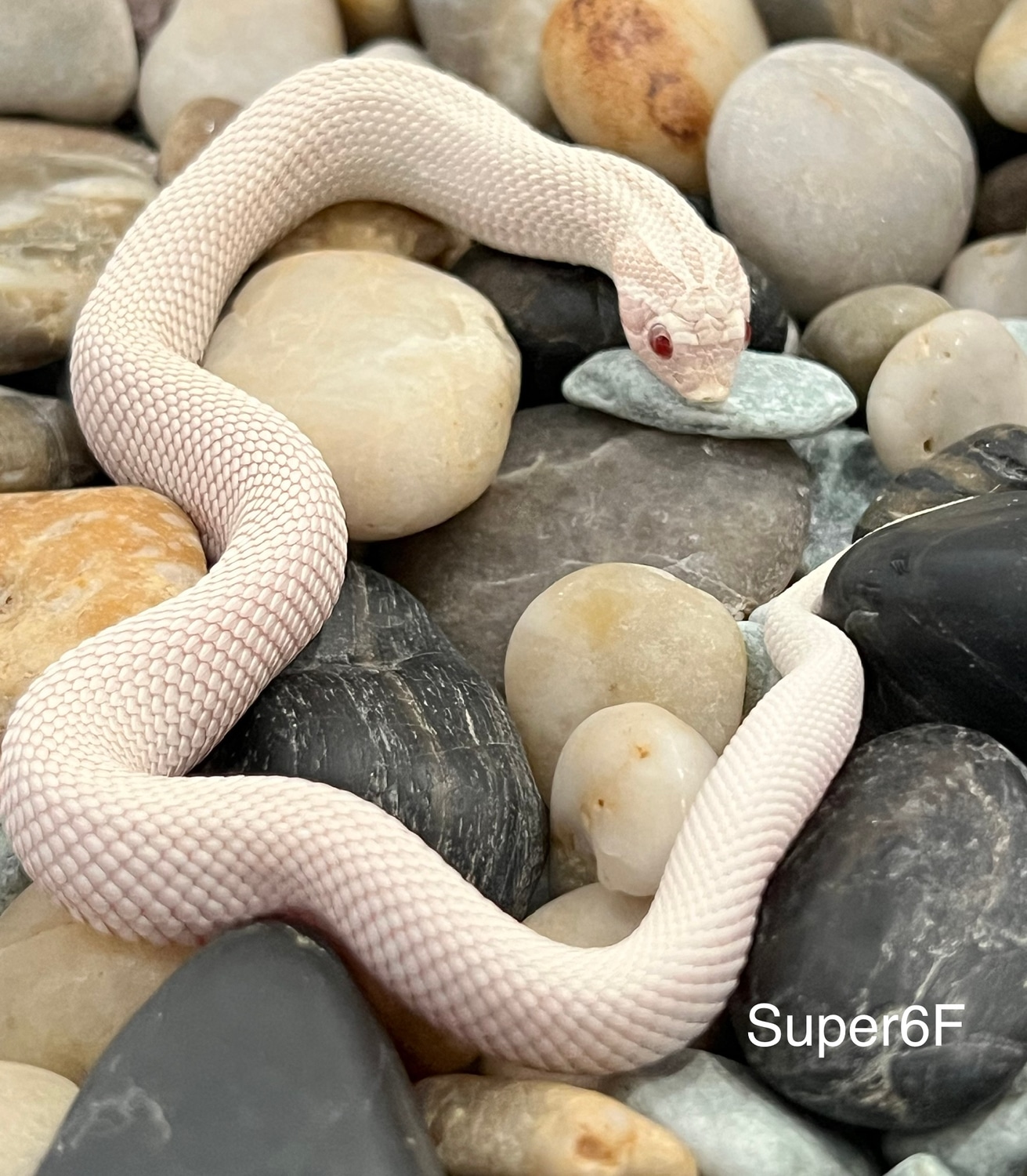 Super Yeti Western Hognose by Captivating Reptiles LLC - MorphMarket