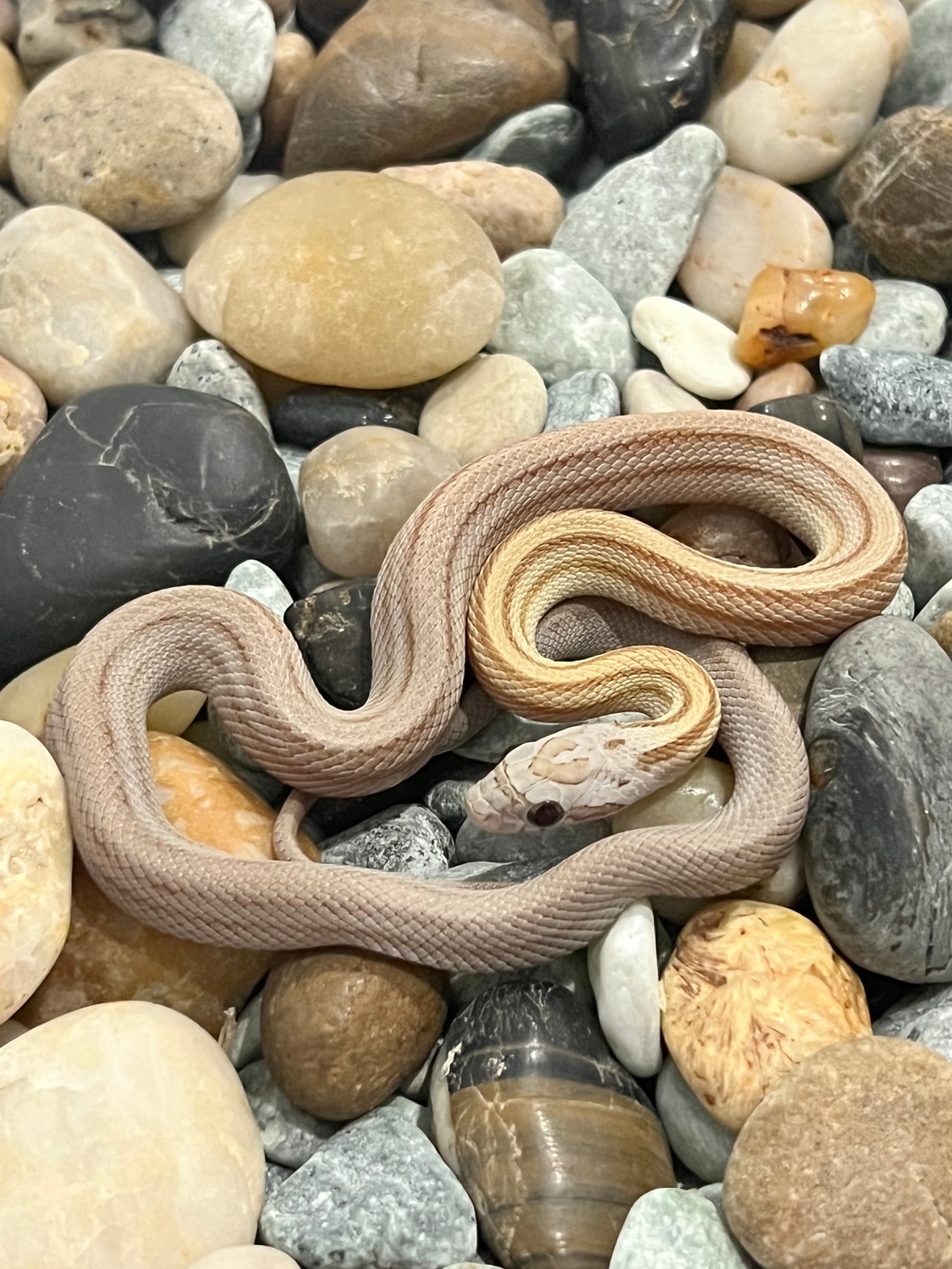 Golddust Stripe Het Cinder Corn Snake by Captivating Reptiles LLC ...