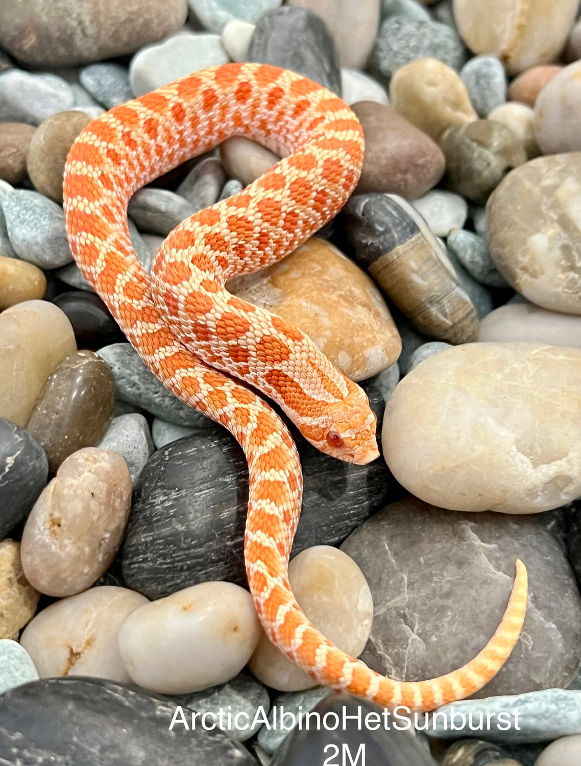 Albino Het Sable Western Hognose by Captivating Reptiles LLC - MorphMarket