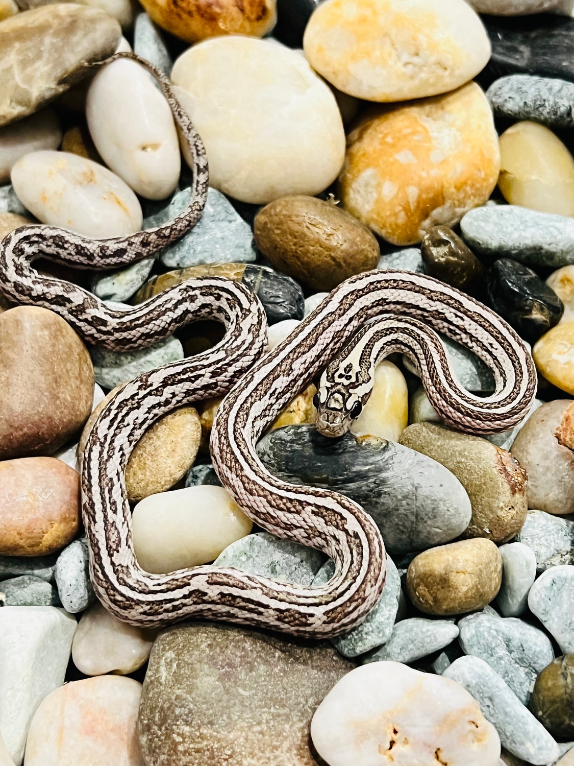 Cinder Tessera PH Lava Amel Corn Snake by Captivating Reptiles LLC ...