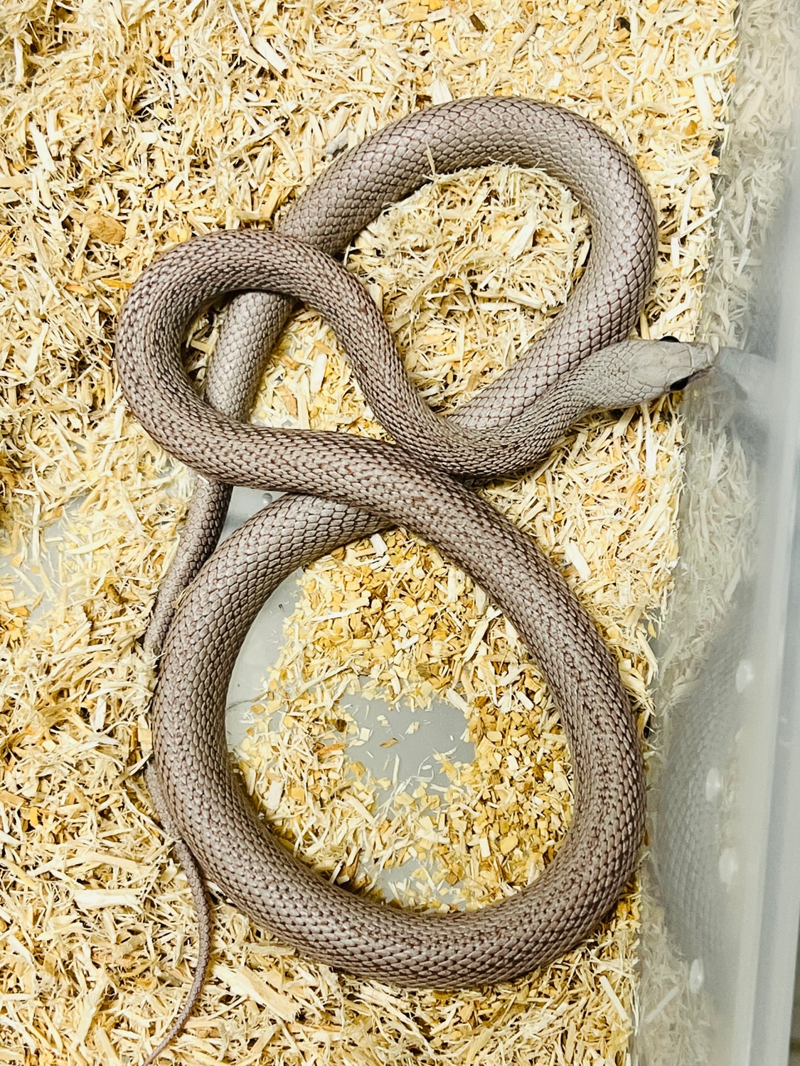 Cinder Stripe Het Caramel PH Ultra/Amel Corn Snake by Captivating ...
