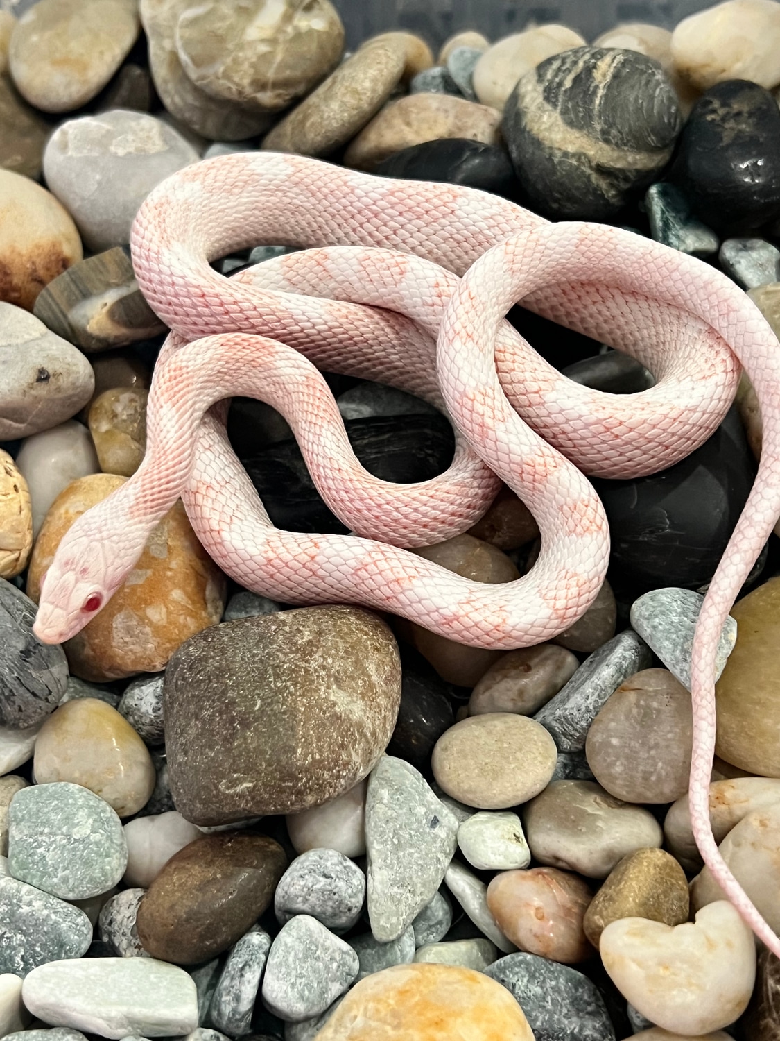 Peppermint PH Lavender Stripe Corn Snake by Captivating Reptiles LLC ...