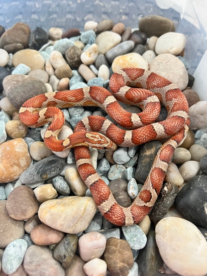 Miami (Milksnake Phase) Corn Snake by Captivating Reptiles LLC