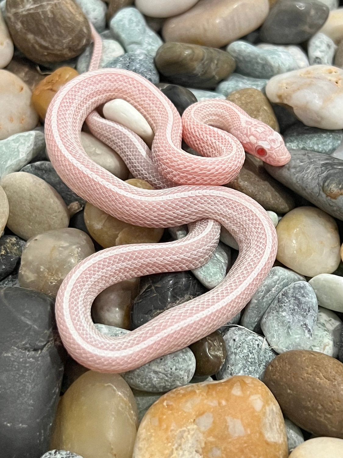 Peppermint Tessera Ph Lava Corn Snake by Captivating Reptiles LLC ...