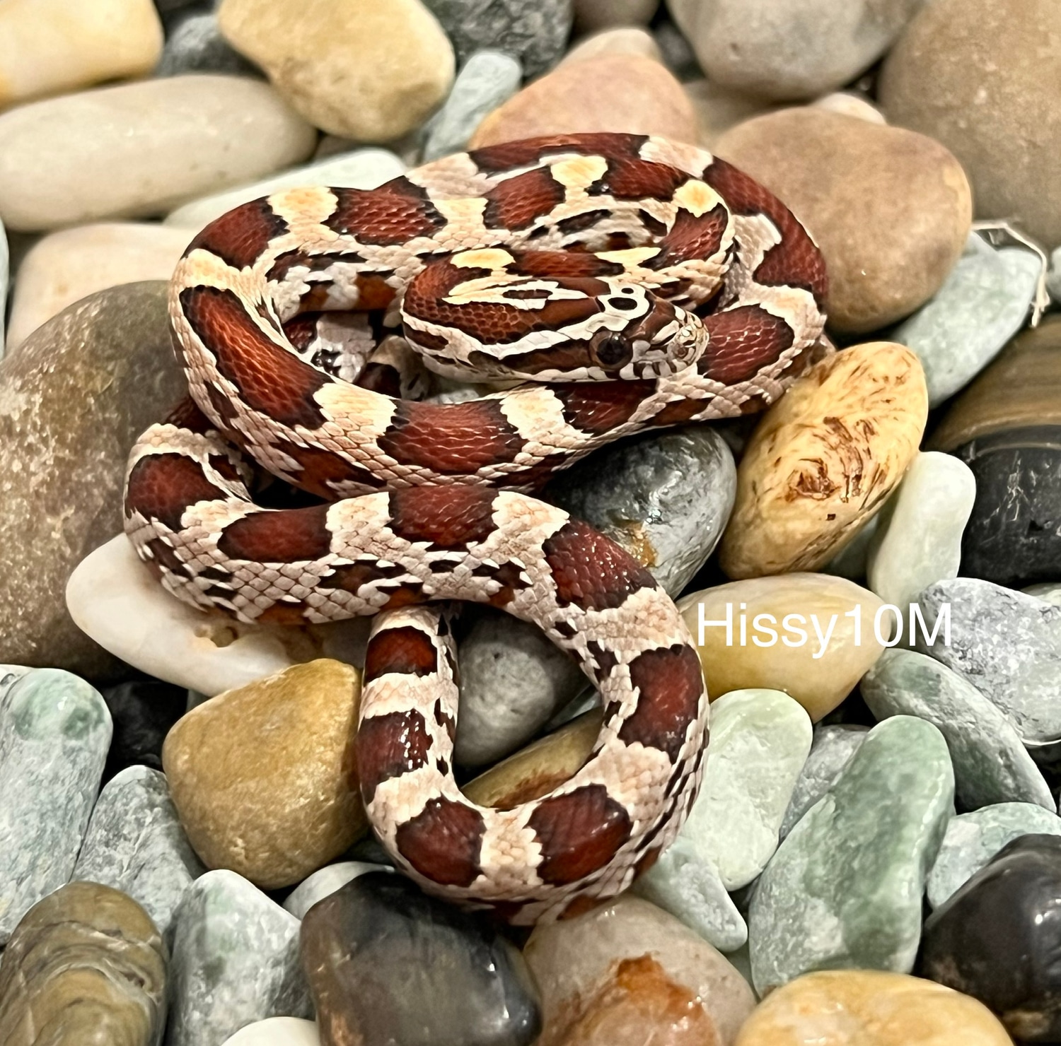 Okeetee Het Saffron Corn Snake by Captivating Reptiles LLC - MorphMarket