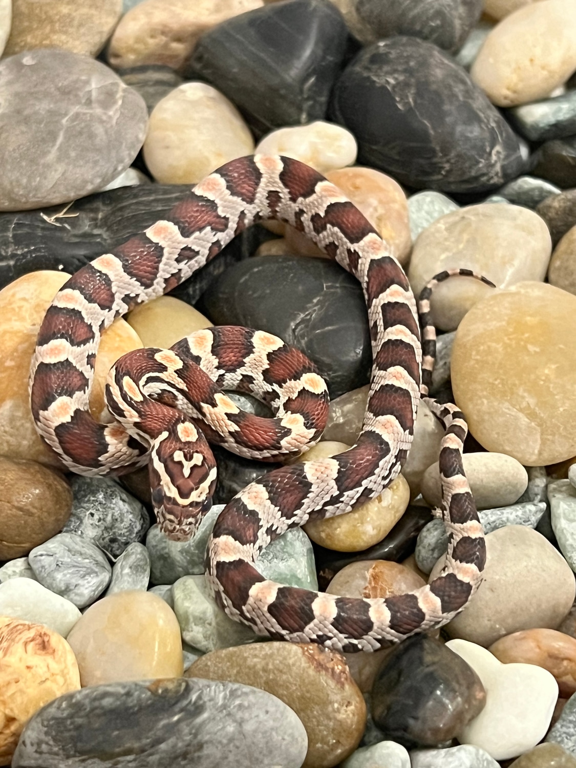 Okeetee Het Saffron Corn Snake by Captivating Reptiles LLC - MorphMarket