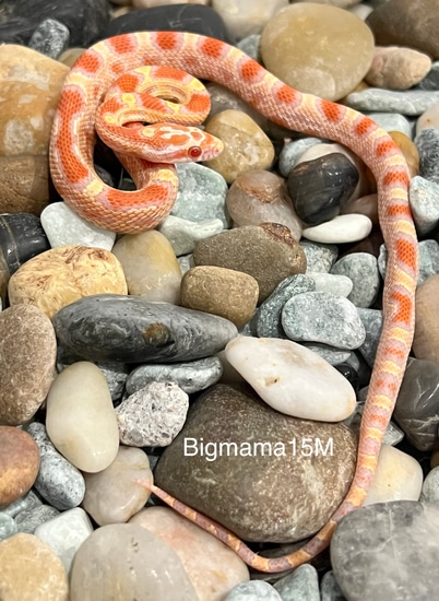 2022 Reverse Okeetee Het Saffron Corn Snake by Captivating Reptiles LLC