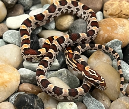 Salmon Snow Corn Snake by Captivating Reptiles LLC - MorphMarket