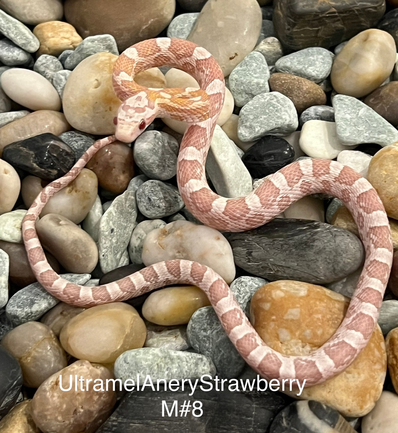 Ultramel Anery Strawberry Het Diffused Corn Snake by Captivating ...