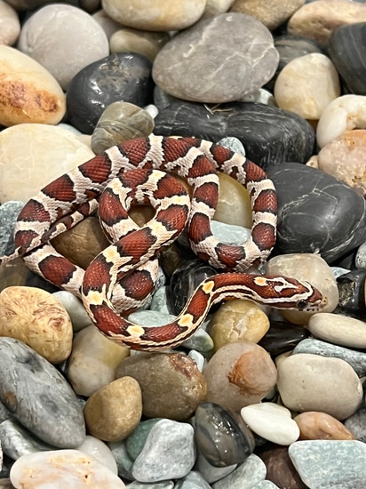 2022 Okeetee Het Saffron Corn Snake by Captivating Reptiles LLC