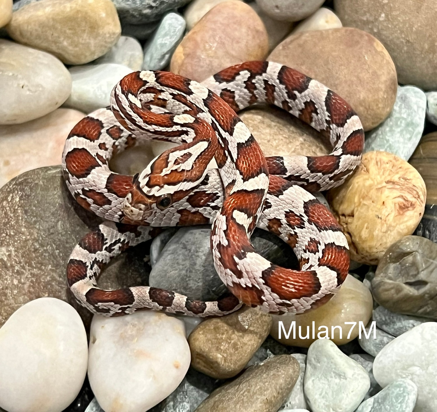 2022 Miami PH Amel Corn Snake by Captivating Reptiles LLC - MorphMarket