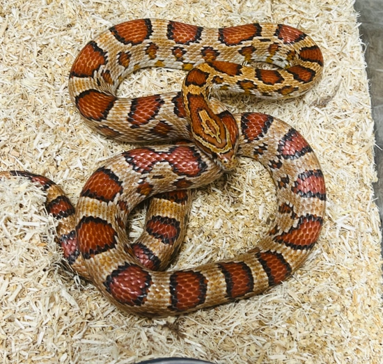 2019 Okeetee Het Scaleless Amel Corn Snake by Captivating Reptiles LLC