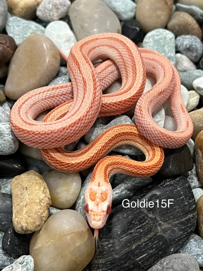 Amel Stripe Het Cinder Caramel Corn Snake by Captivating Reptiles LLC