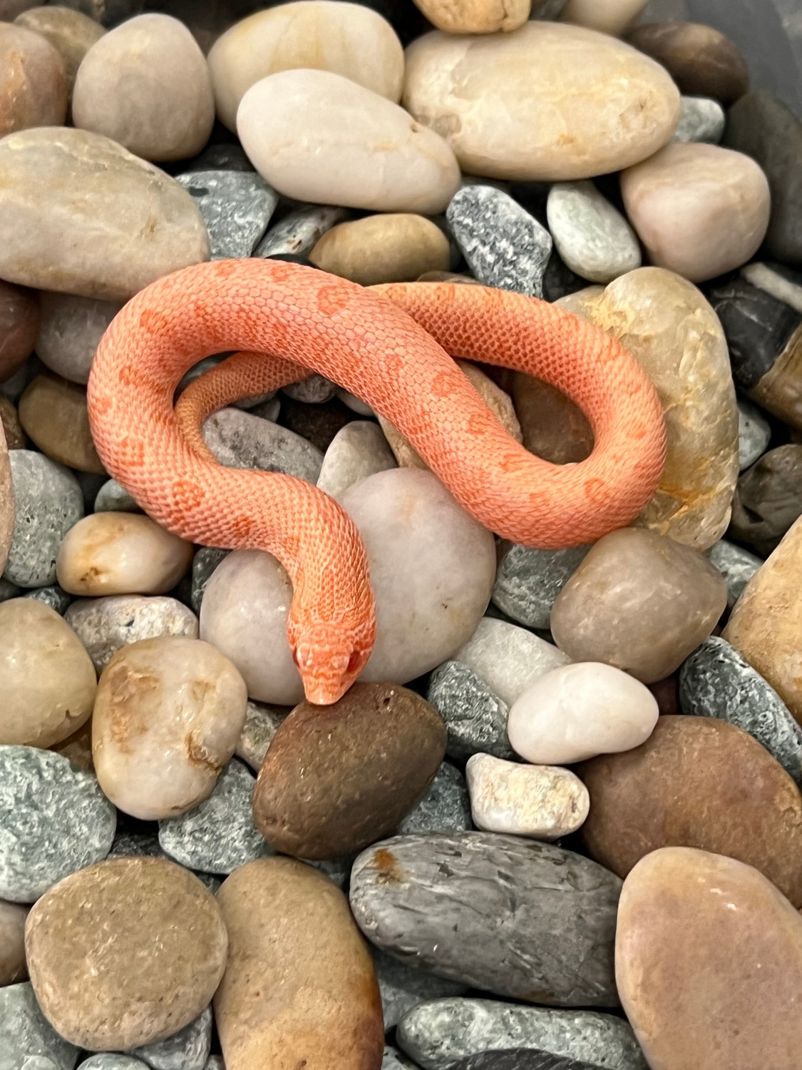 Red Rocket Western Hognose by Captivating Reptiles LLC - MorphMarket
