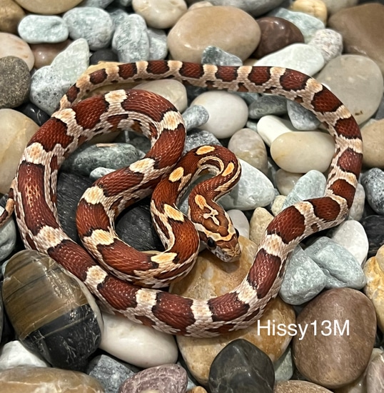 Okeetee Het Saffron Amel Corn Snake by Captivating Reptiles LLC