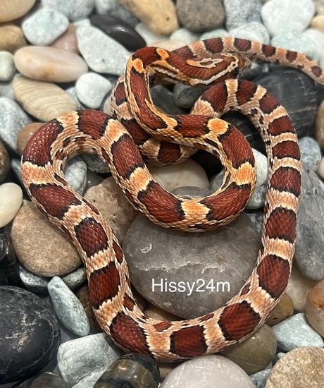 Okeetee Het Saffron Amel Corn Snake by Captivating Reptiles LLC