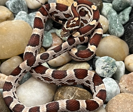 2022 Miami PH Amel Corn Snake by Captivating Reptiles LLC - MorphMarket