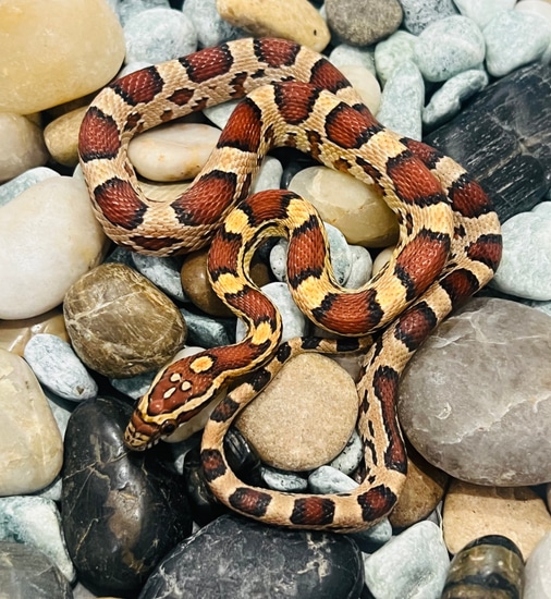 Okeetee Het Saffron Amel Corn Snake by Captivating Reptiles LLC