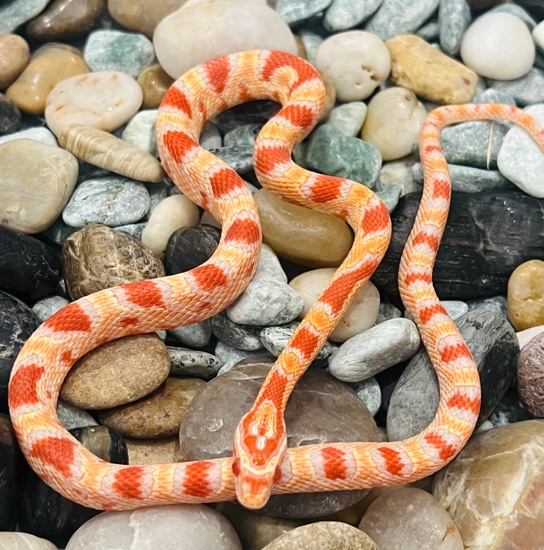 Reverse Okeetee Het Saffron Corn Snake by Captivating Reptiles LLC