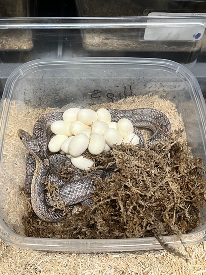Granite Het Amel Corn Snake by Captivating Reptiles LLC