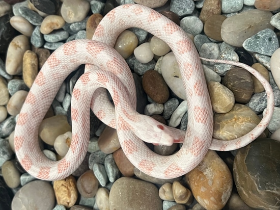 Peppermint PH Lavender Stripe Corn Snake by Captivating Reptiles LLC