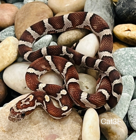 Miami Milksnake Phase Corn Snake by Captivating Reptiles LLC