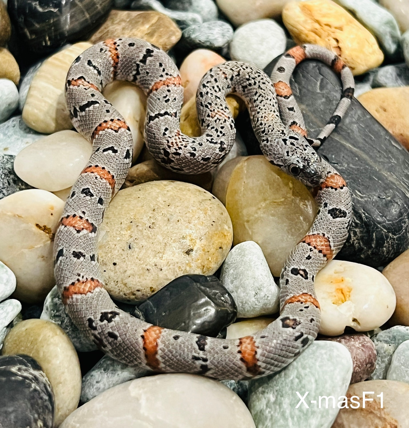 Christmas Mountain Gray-Banded Kingsnake by Captivating Reptiles LLC ...