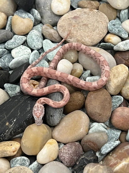 Orchid PH Amel Stripe Corn Snake by Captivating Reptiles LLC