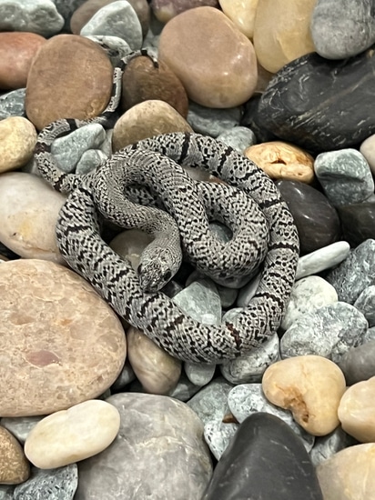 River Roads Gray-Banded Kingsnake by Captivating Reptiles LLC
