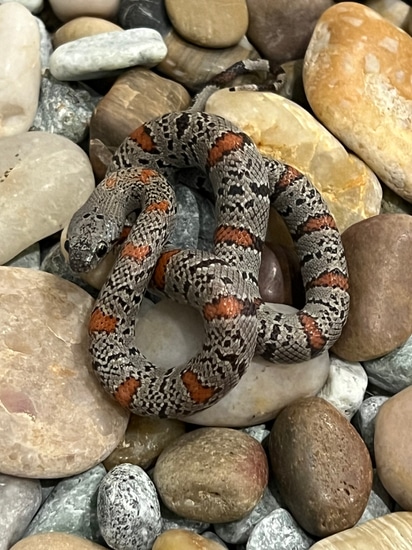 River Roads Gray-Banded Kingsnake by Captivating Reptiles LLC