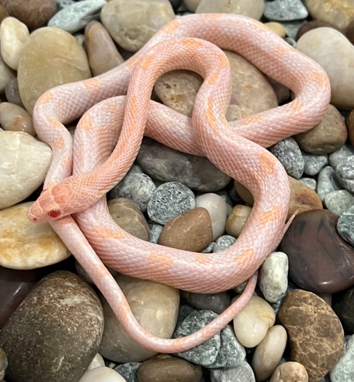Opal Het Blood PH Lava Corn Snake by Captivating Reptiles LLC