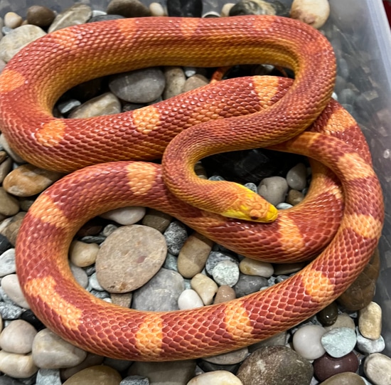 Proven Inferno Motley (Pandora) Corn Snake by Captivating Reptiles LLC