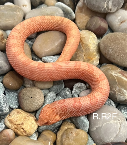 Red Rocket Western Hognose by Captivating Reptiles LLC