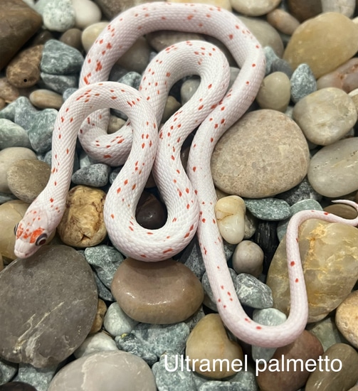 Ultramel Palmetto Corn Snake by Captivating Reptiles LLC