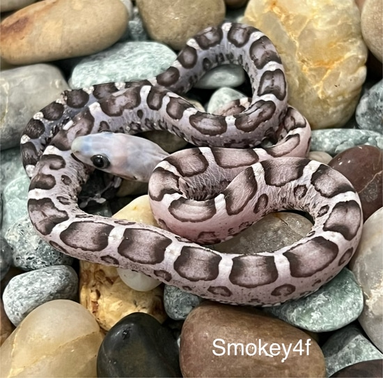 Anery Scaleless PH Amel Corn Snake by Captivating Reptiles LLC