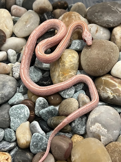 Plasma Tessera (Peach Line) Corn Snake by Captivating Reptiles LLC