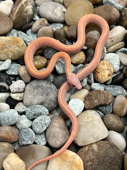 Plasma Tessera (Peach Line) Corn Snake by Captivating Reptiles LLC