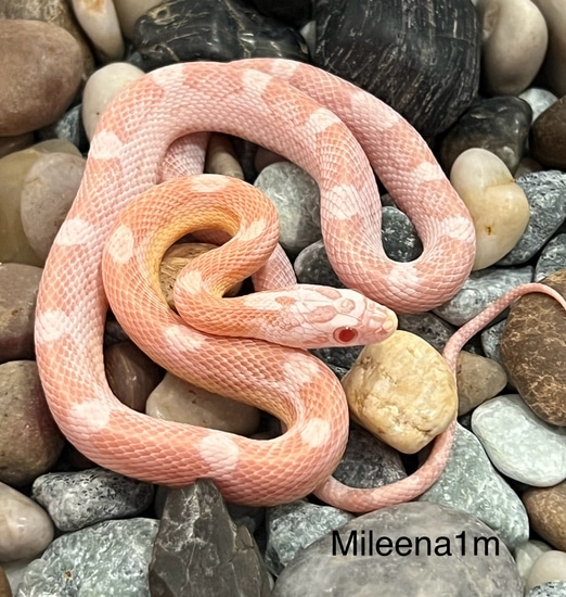 Coral Snow Motley Het Sunkissed Corn Snake by Captivating Reptiles LLC