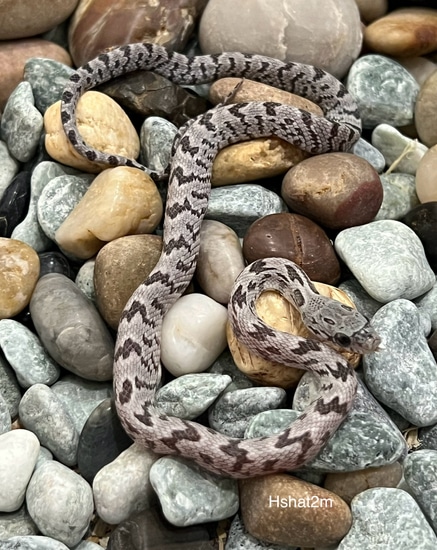 Miami Shatter Ph Amel Caramel Corn Snake by Captivating Reptiles LLC