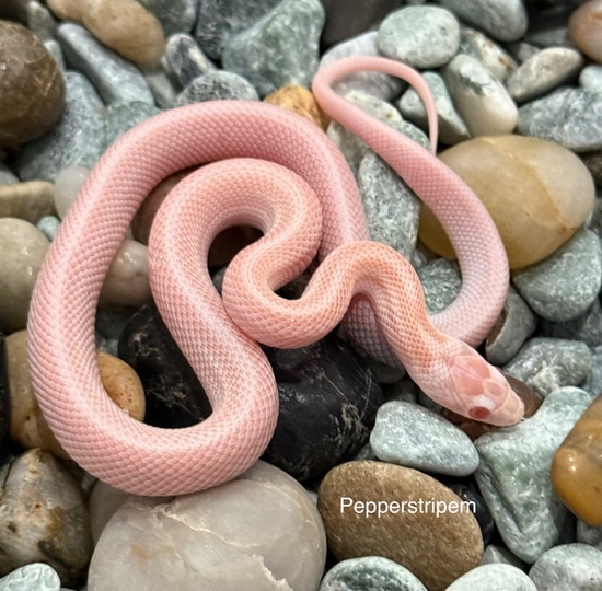 Peppermint Stripe Corn Snake by Captivating Reptiles LLC