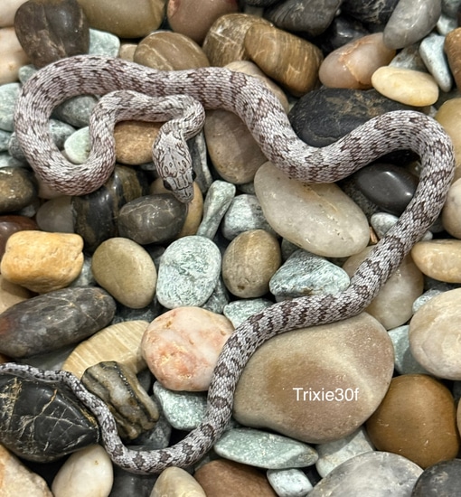 Miami Shatter Corn Snake by Captivating Reptiles LLC