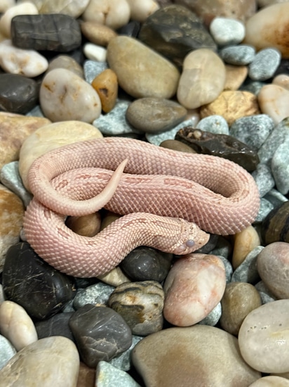 Pink Pastel Albino Conda (Pure Lineage) Western Hognose by Captivating ...