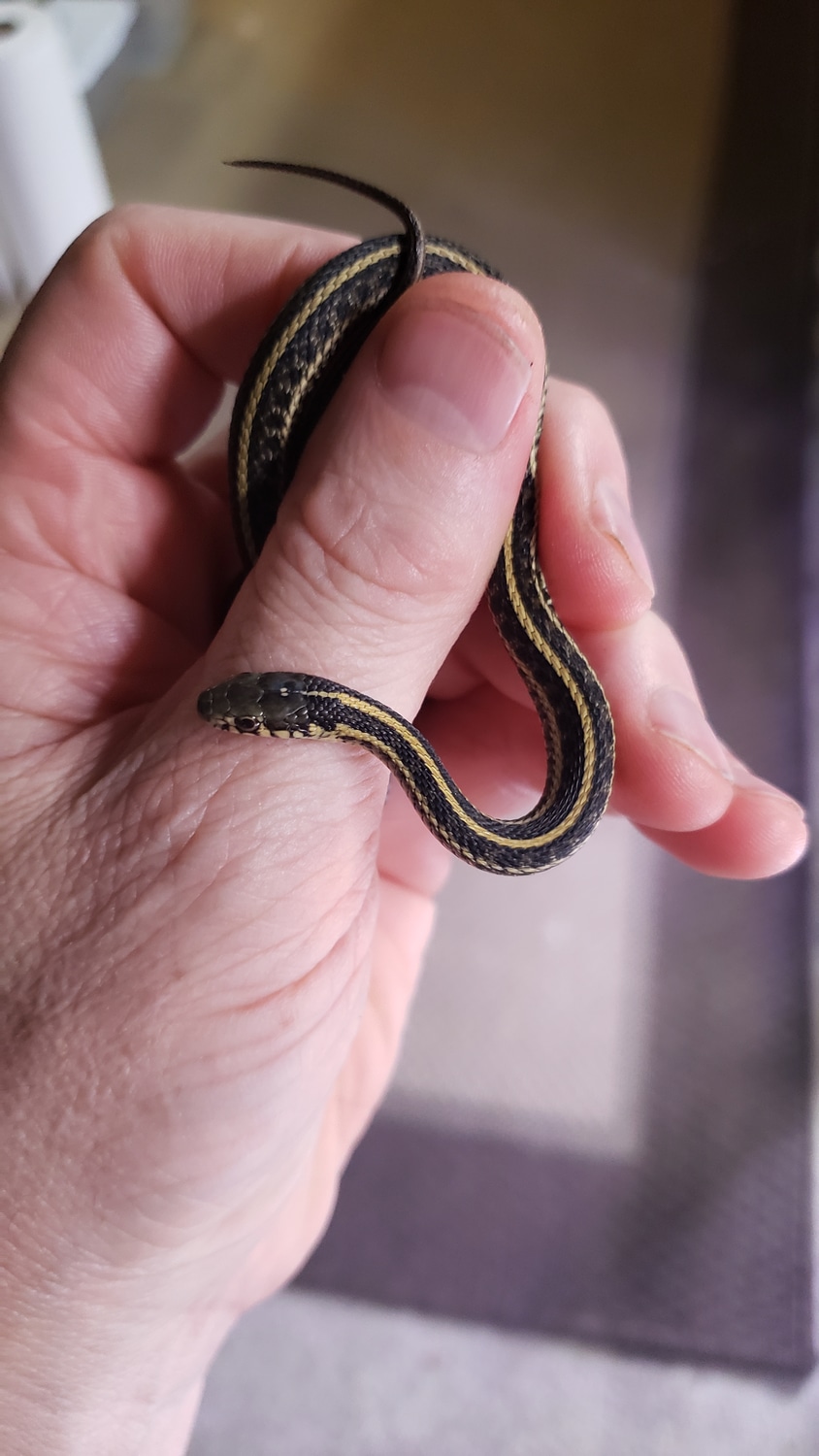 2 Double Het Plains Garters Garter Snake by Herping Pennsylvania ...