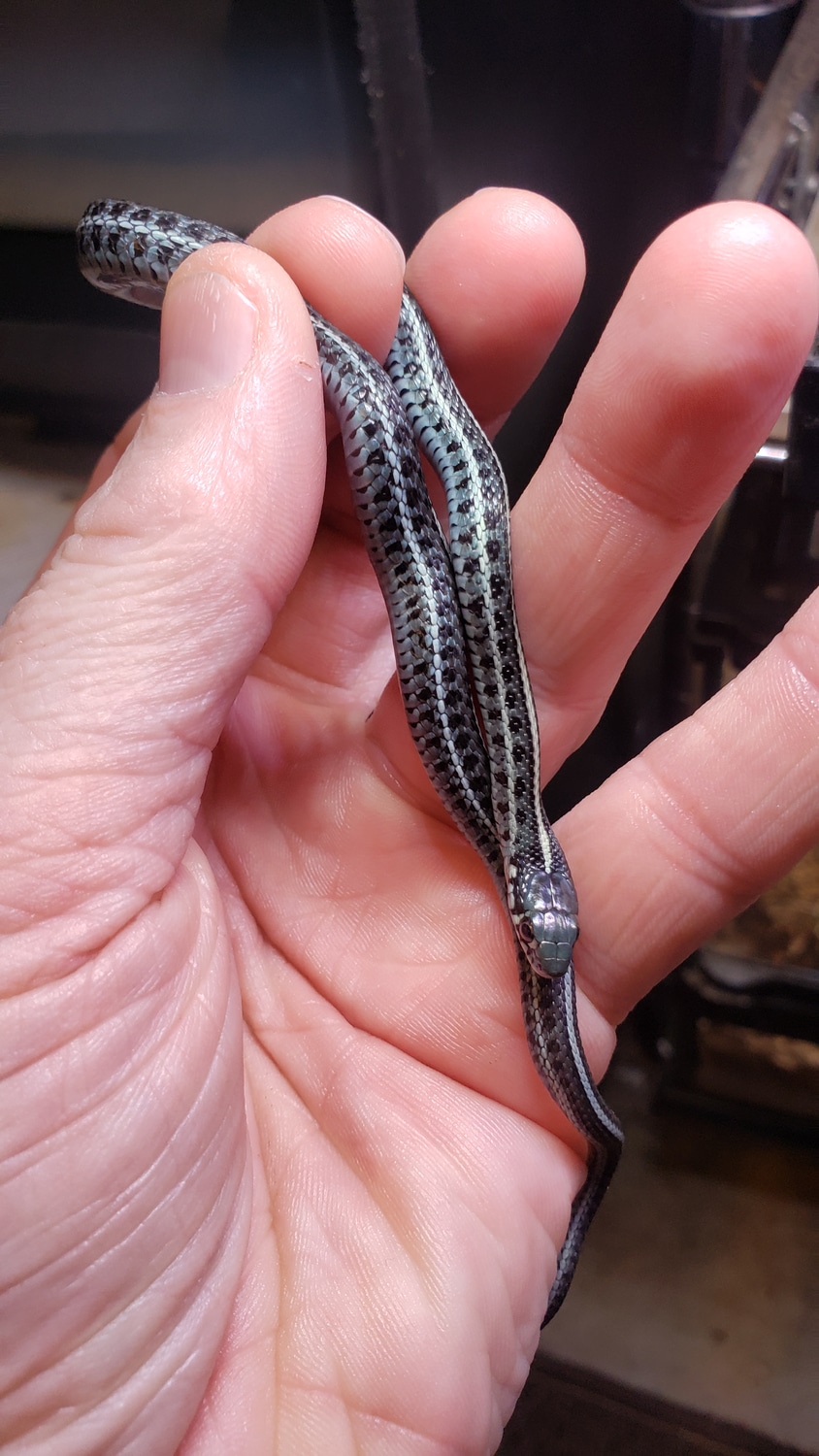 Axanthic Black And White Radix Garter Snake by Herping Pennsylvania ...