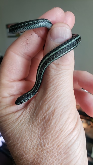 Blue Axanthic Plains Garter Garter Snake by Herping Pennsylvania